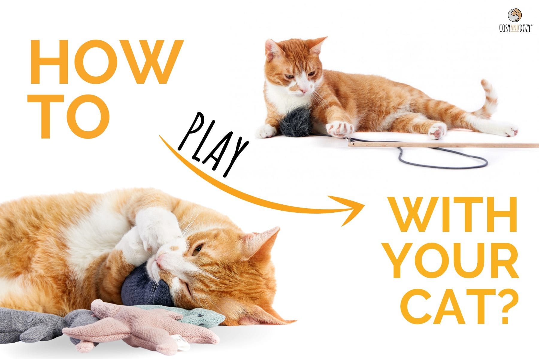 How to play with a cat? | COSY AND DOZY