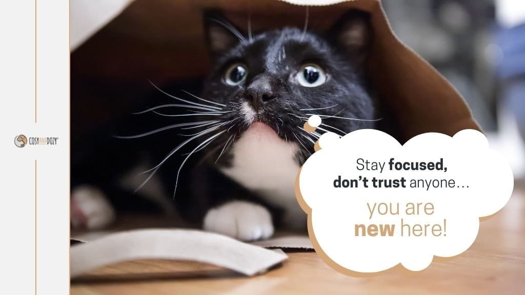 Are You Getting Another Cat? Here's How to Prepare | COSY AND DOZY