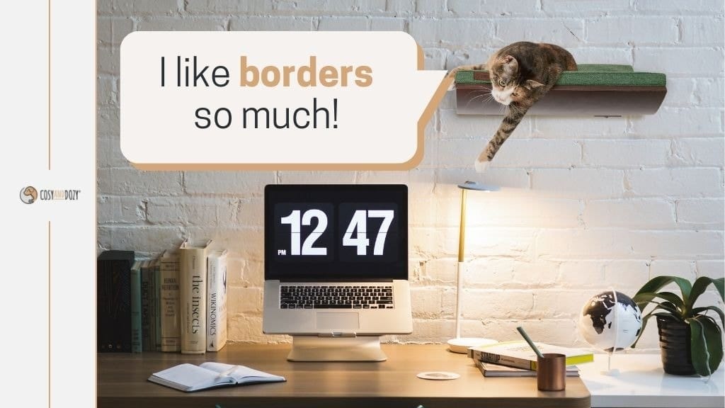 Setting Healthy Boundaries for Your Pet – How to Train Your Cat | COSY ...