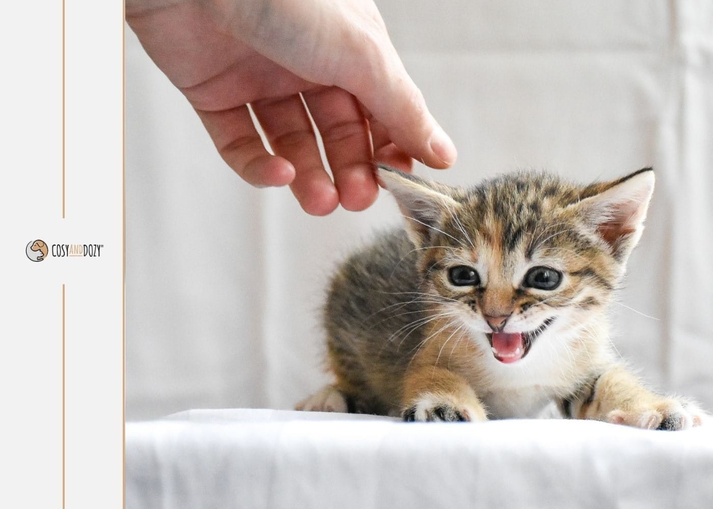 How to Tame a Small Cat at Home? | COSY AND DOZY