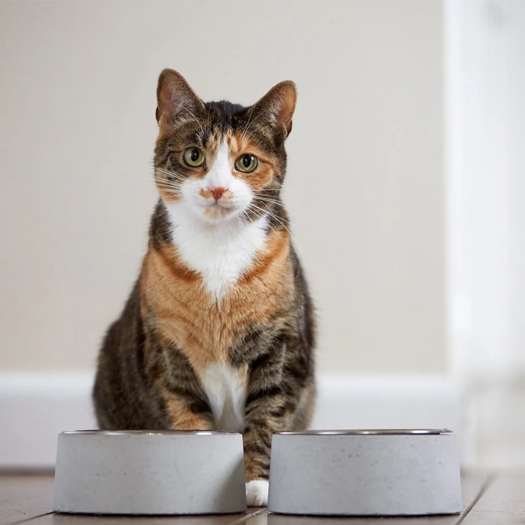 Cat Bowls & Feeders, Water & Food Bowls | COSY AND DOZY